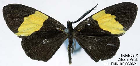 Papua Insects Foundation (Lepidoptera/Geometridae(Ennominae)/Ctimene ...